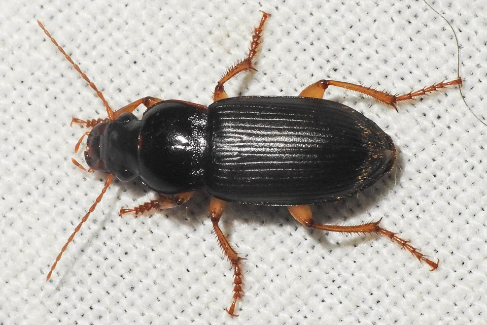 Harpalus rufipes - nagy selymesfutó