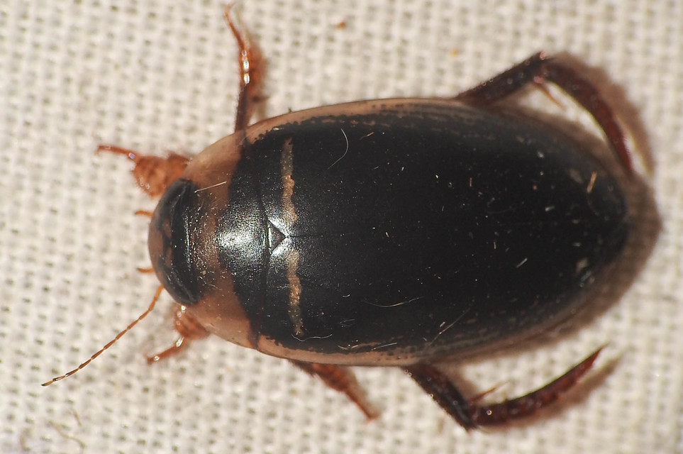 Hydaticus transversalis - harántsávos mocsáricsíkbogár