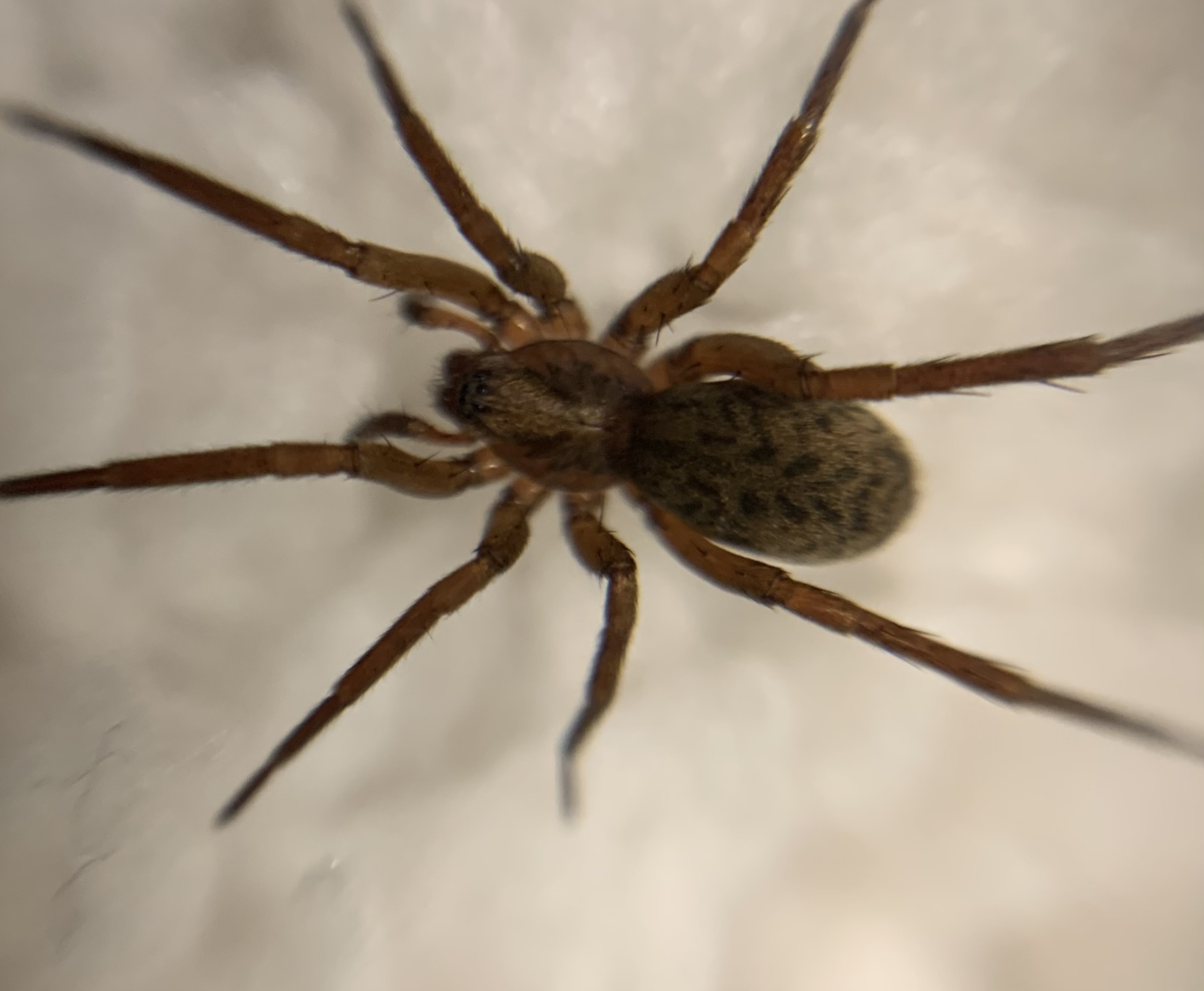 barna avarpók - Agroeca brunnea