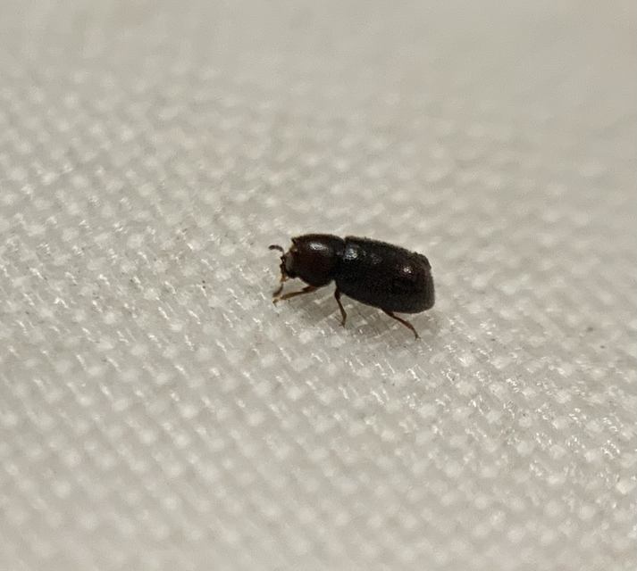 Ennearthron cornutum - aranyszőrű taplószú