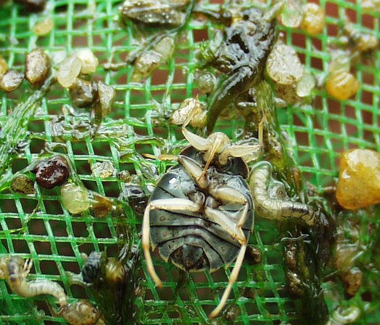 Aphelocheirus aestivalis - fenékjáró poloska