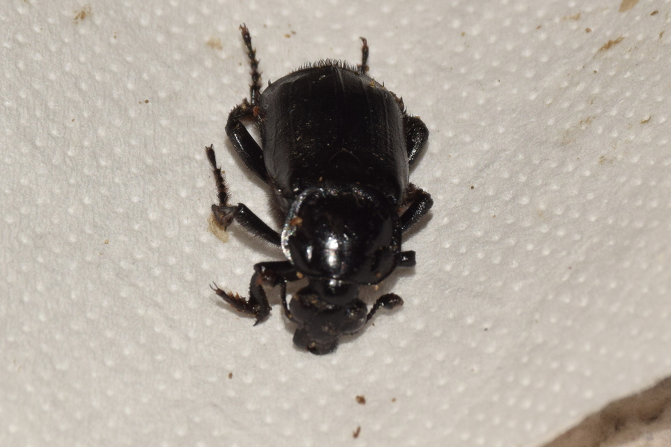 Tóth Norbert találata fekete temetőbogár - Nicrophorus humator