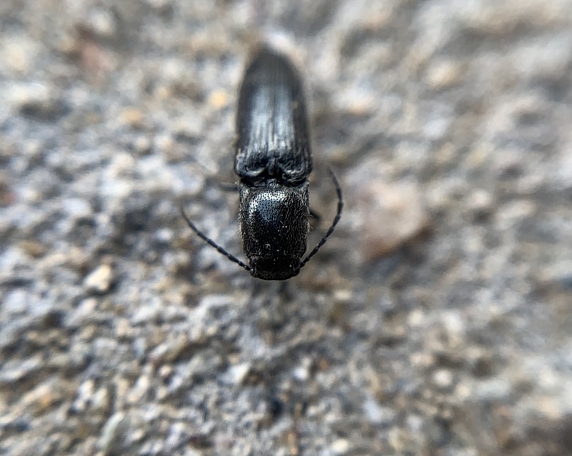 Tóth Norbert találata Limonius poneli