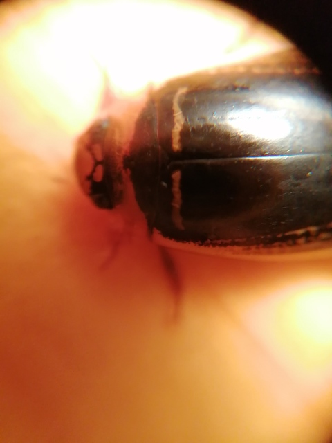 Kordás Sándor találata harántsávos mocsáricsíkbogár - Hydaticus ...