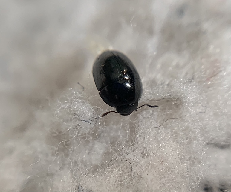 Phalacrus corruscus - recés kalászbogár