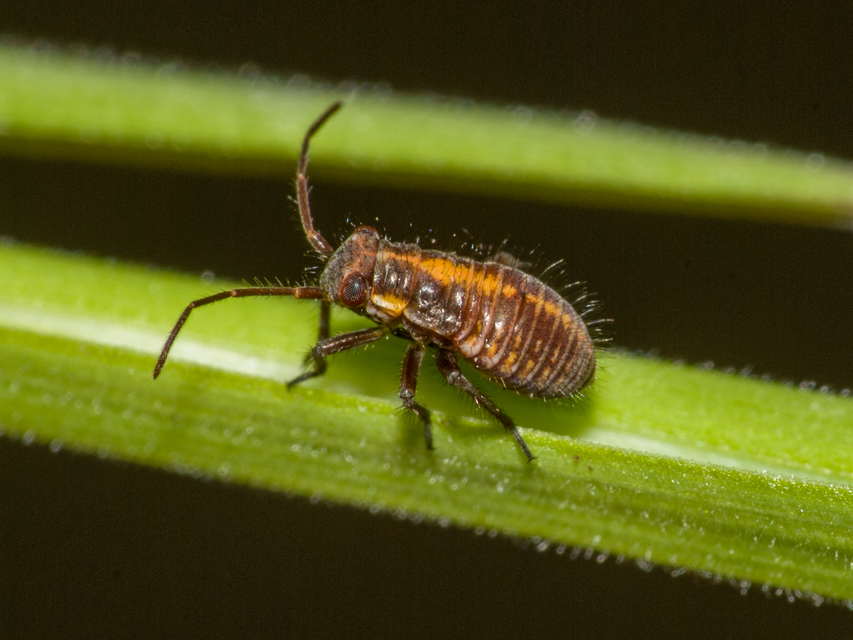 Tóth-Kaszonyi Éva találata szőrös mezeipoloska - Capsodes gothicus