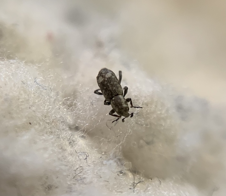 Tóth Norbert találata boglárka-víziormányos - Bagous tempestivus