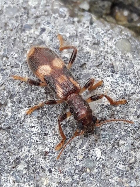 Opilo mollis - közönséges szúfarkas