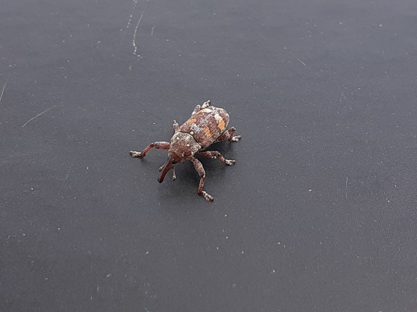 Pissodes castaneus - fehérfoltos fenyőbogár