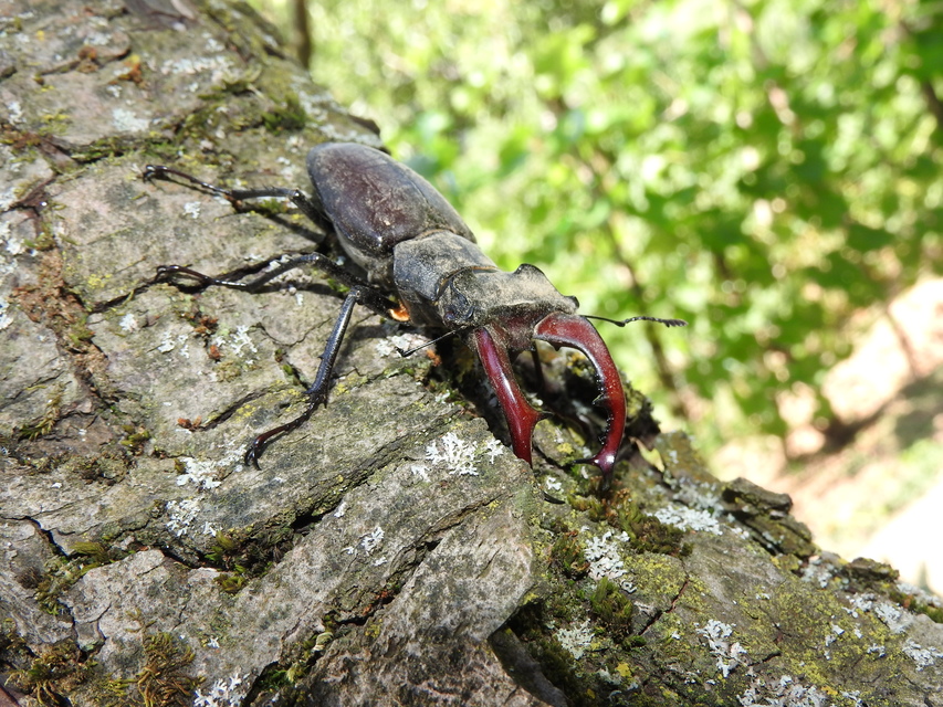 nagy szarvasbogár - Lucanus cervus