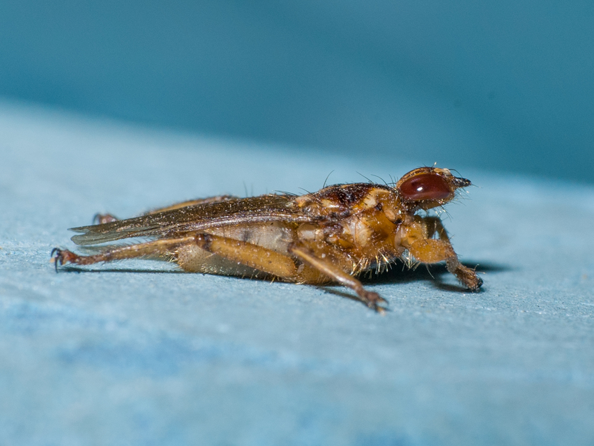 Hippobosca equina - ló-kullancslégy