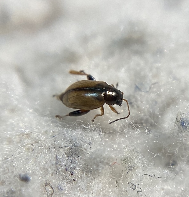 Tóth Norbert találata Longitarsus atricillus